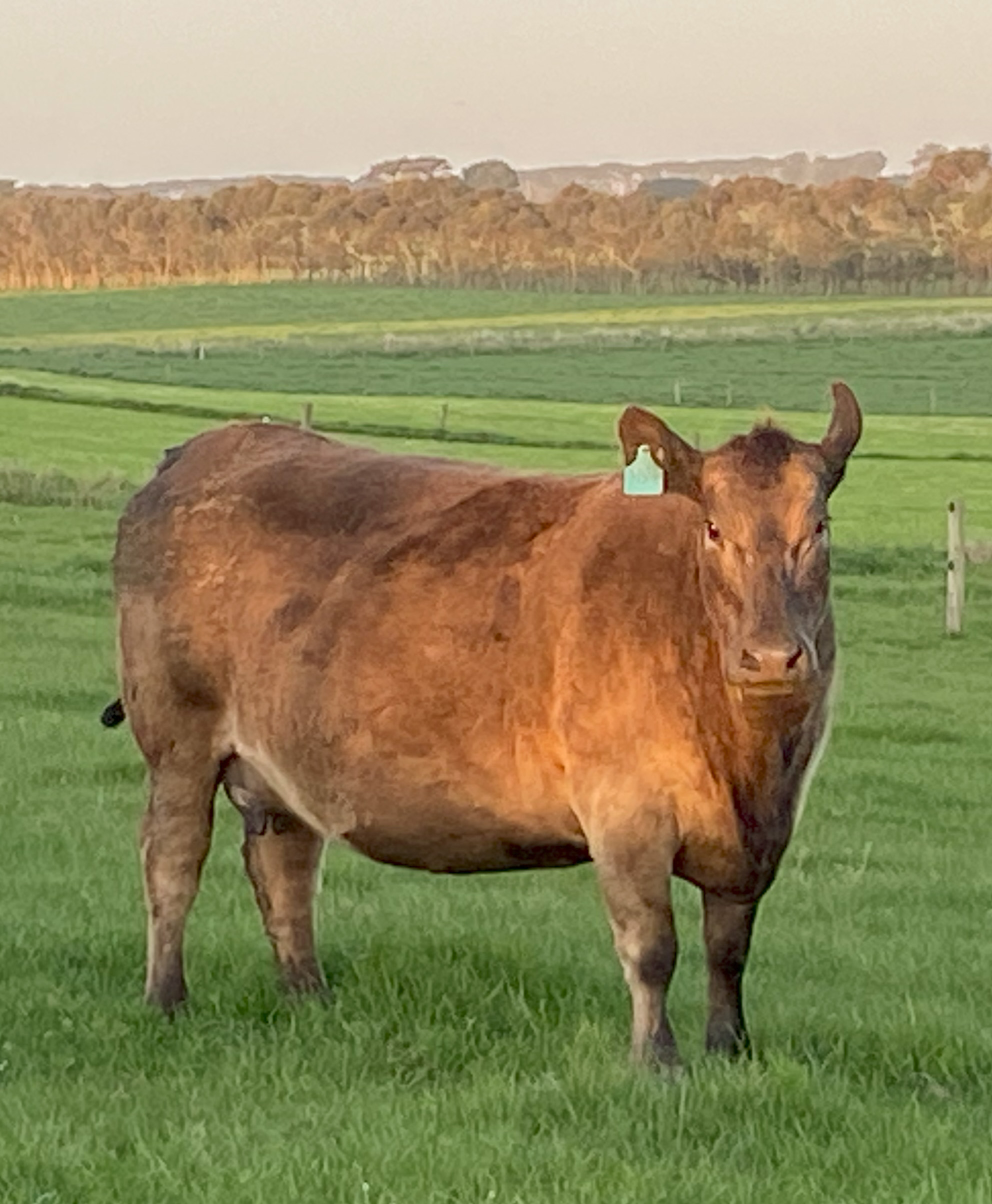 Gallery – Ronsard Murray Greys